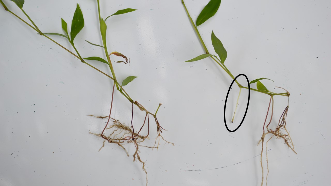 Invasive Stiltgrass Found in Rock County – Extension Walworth County